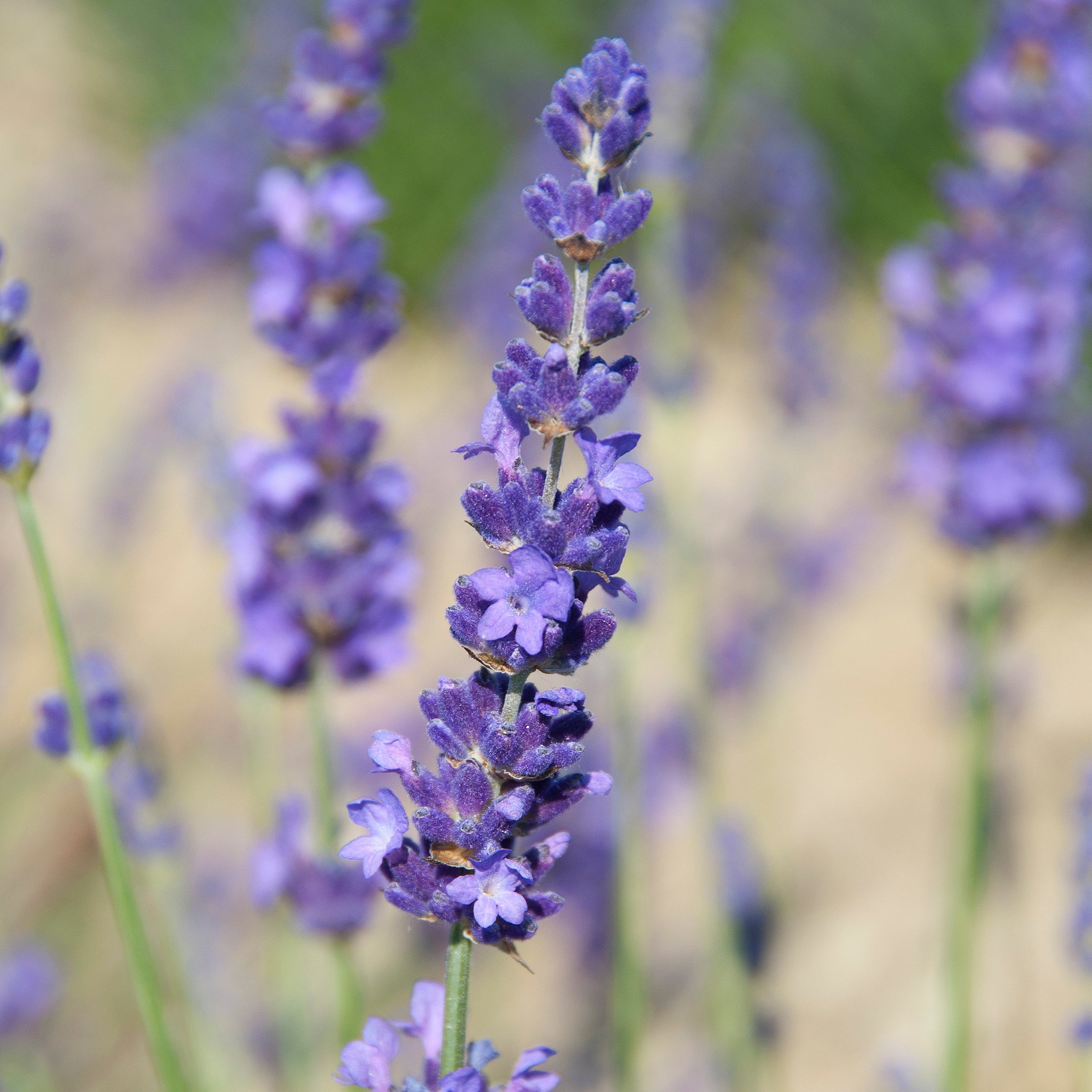 Englischer Lavendel Downderry Lavendel In Vielen Farben Helix Pflanzen englischer-lavendel-downderry-lavendel-in-vielen-farben-helix-pflanzen